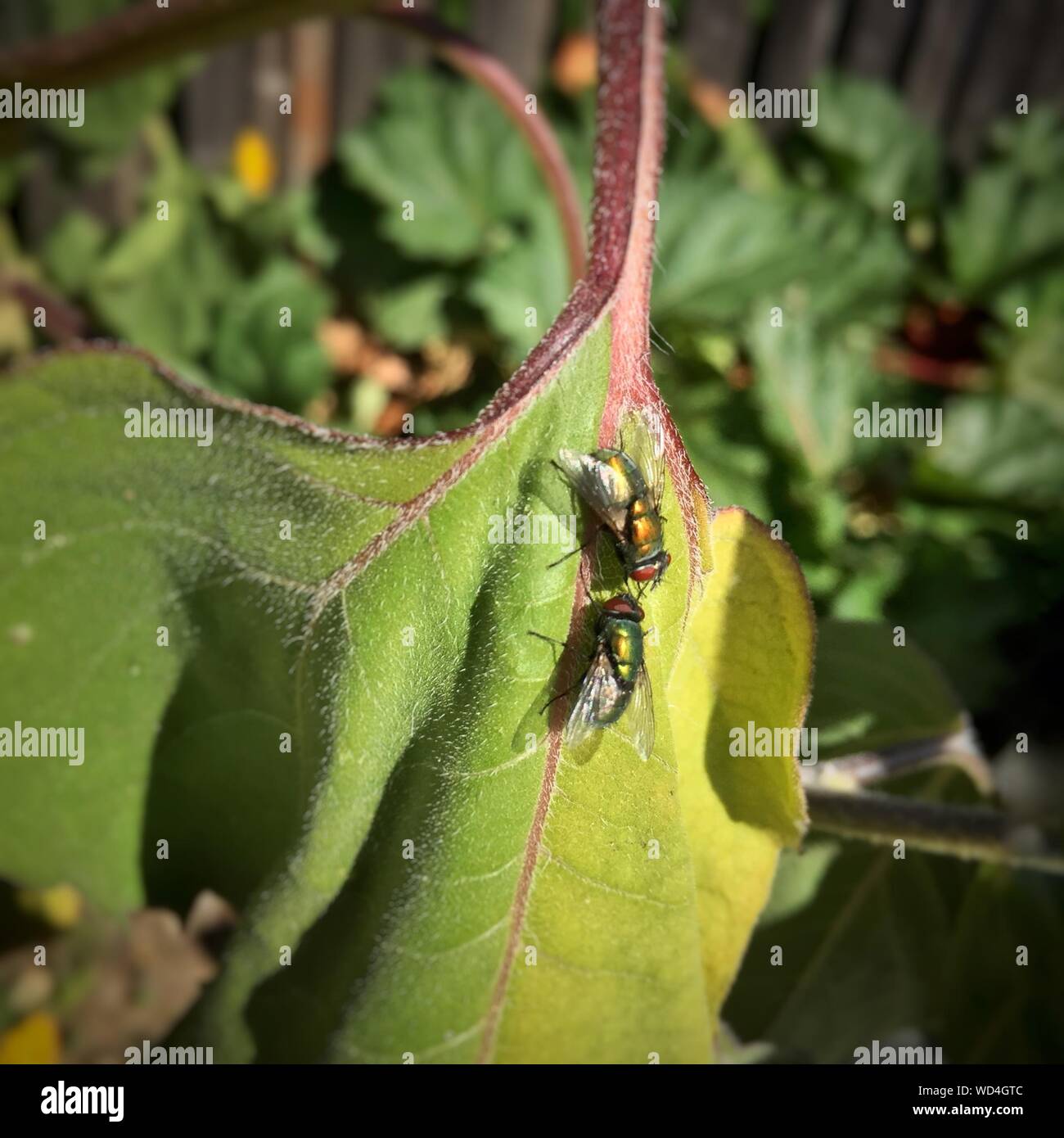 Garden Flies High Resolution Stock Photography and Images - Alamy