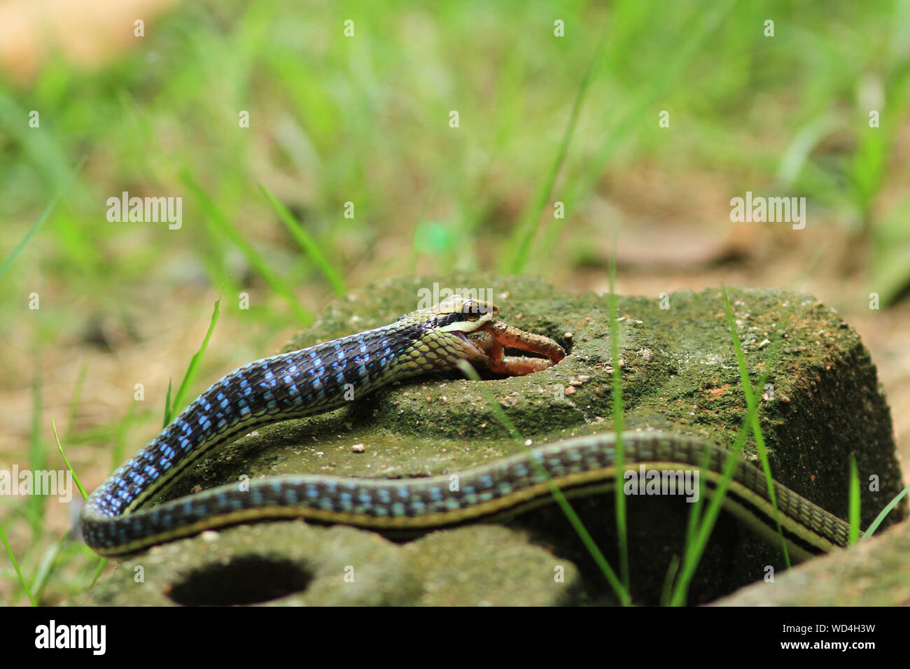 View Of Snake On Rock By Grass Stock Photo - Alamy