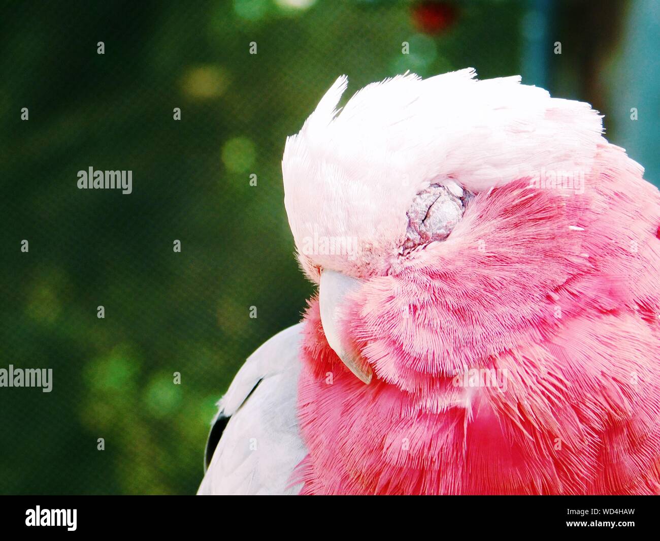 Sleeping Parrot High Resolution Stock Photography and Images - Alamy