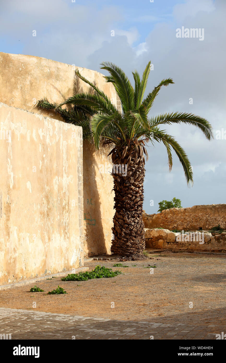 Courtyard with palm tree hi-res stock photography and images - Alamy