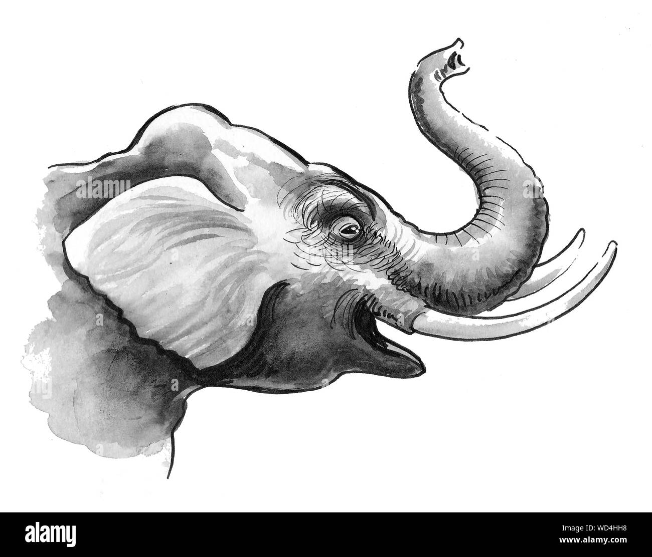 Elephant head. Ink and watercolor illustration Stock Photo - Alamy