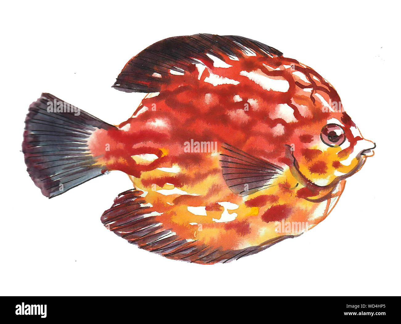 Tropical coral fish ink hi-res stock photography and images - Alamy