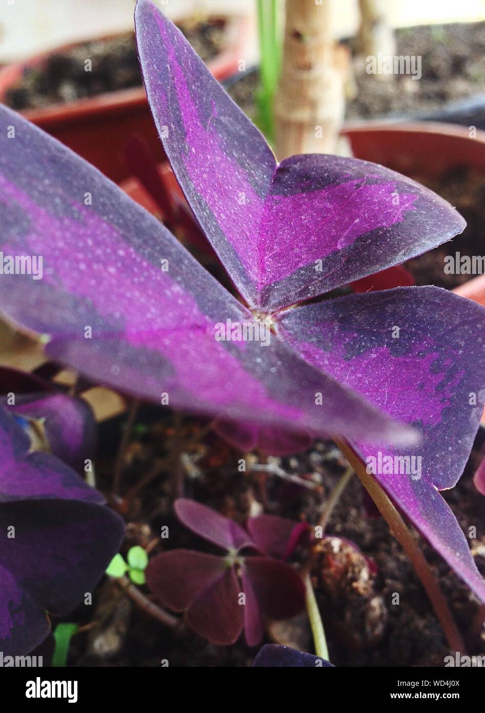 Plant purple heart hi-res stock photography and images - Alamy