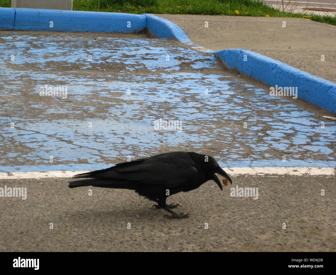 Crow side view hi-res stock photography and images - Alamy