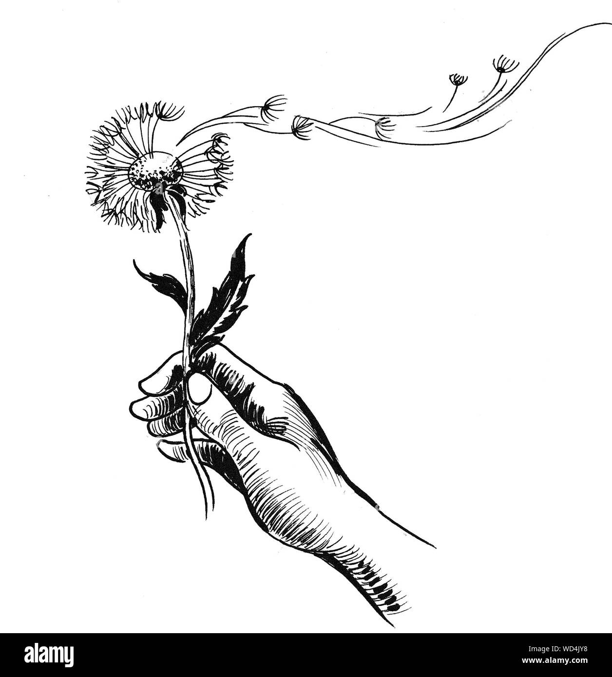 How To Draw A Dandelion