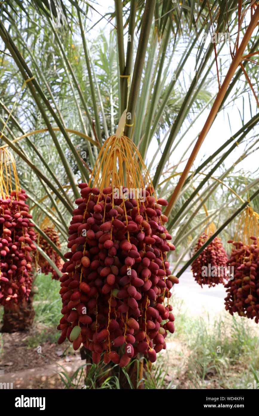 Date palm tree growing in hi-res stock photography and images - Alamy