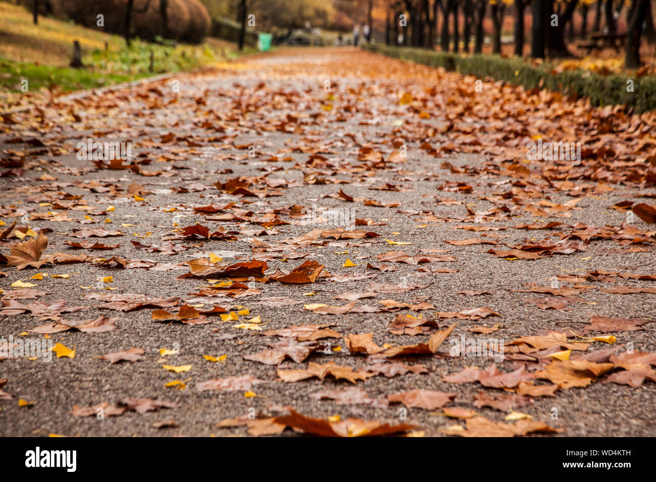 Leaves pathway hi-res stock photography and images - Alamy