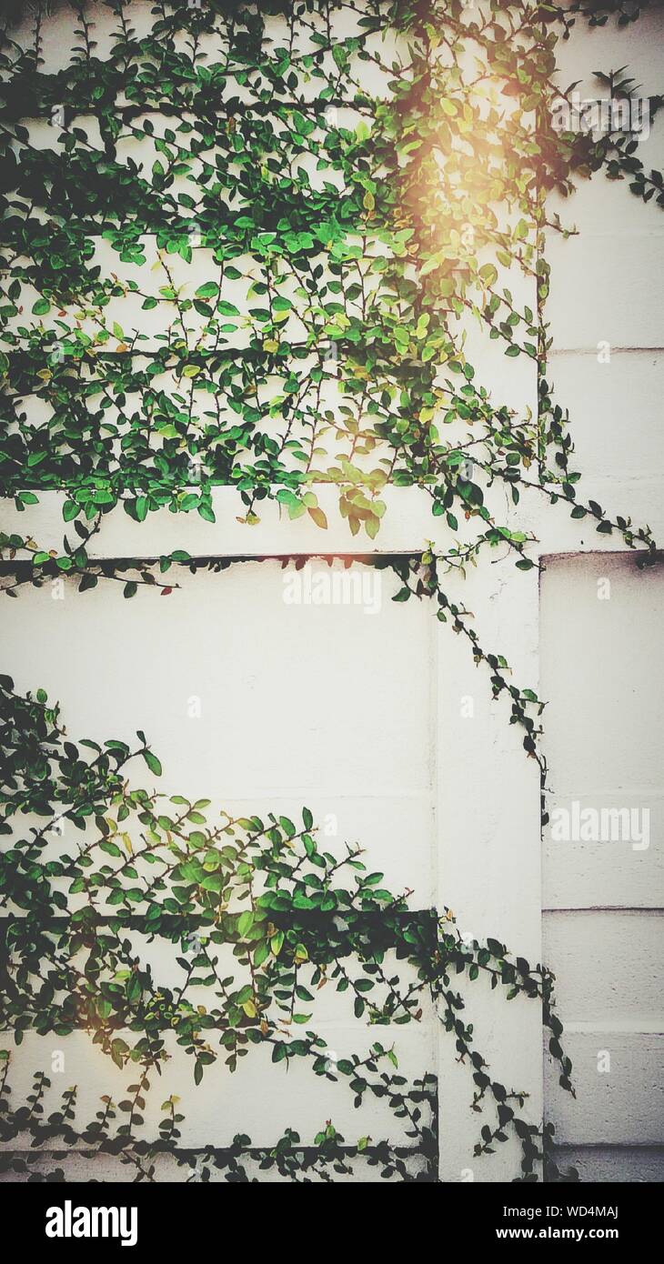 Ivy covering wall hi-res stock photography and images - Alamy