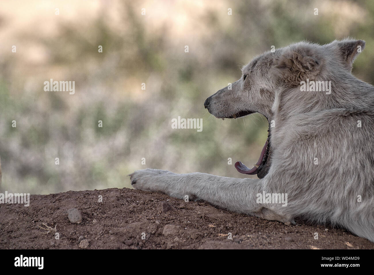Arctic Wolf. Partial image and laying on ground and yawning. Facing ...
