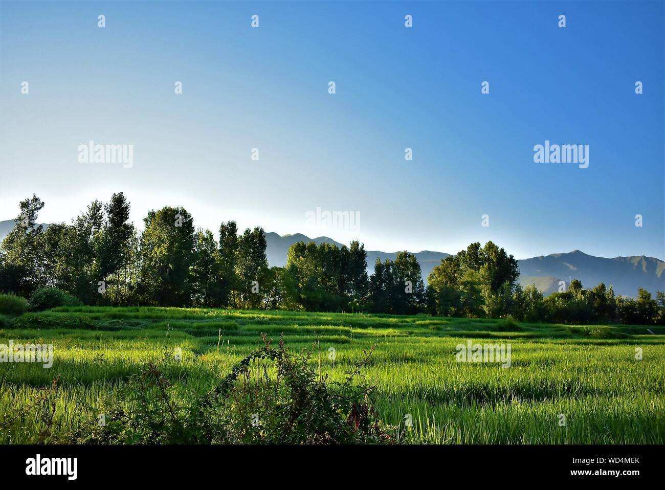 Plants, Gardens and Greenery Stock Photo - Alamy