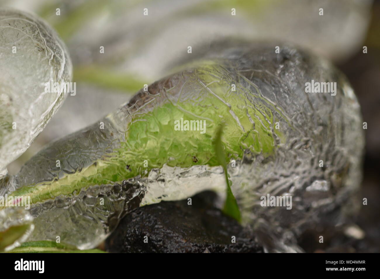 Ice leaf hi-res stock photography and images - Alamy