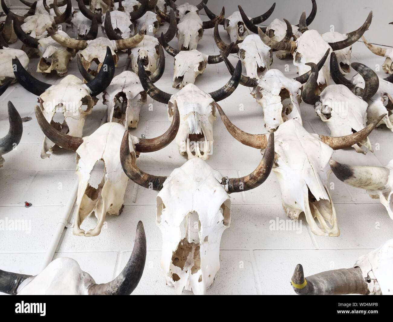 Side angle skull hi-res stock photography and images - Alamy