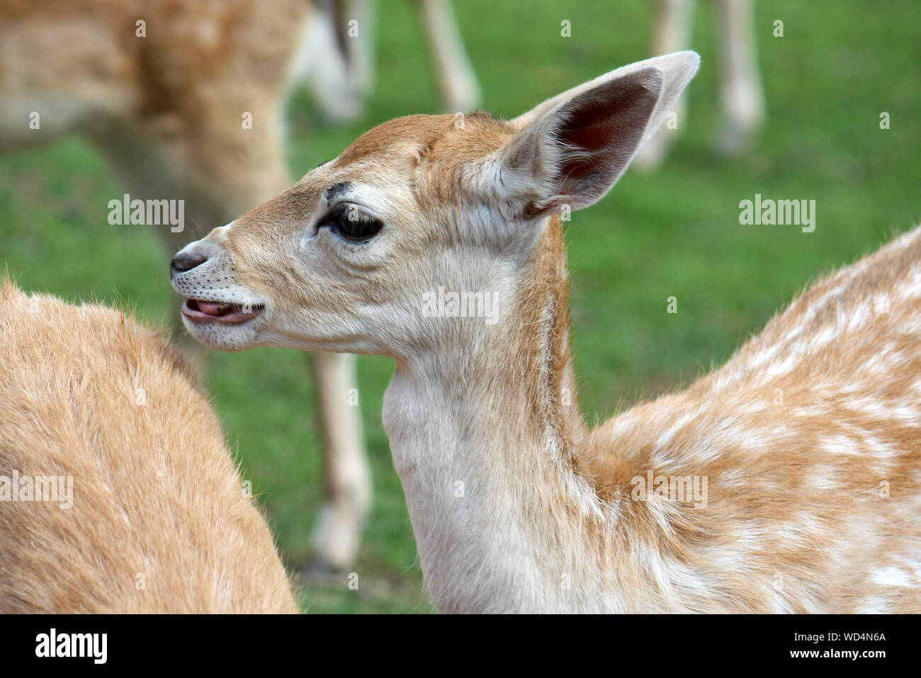 Fawn deer away hi-res stock photography and images - Alamy
