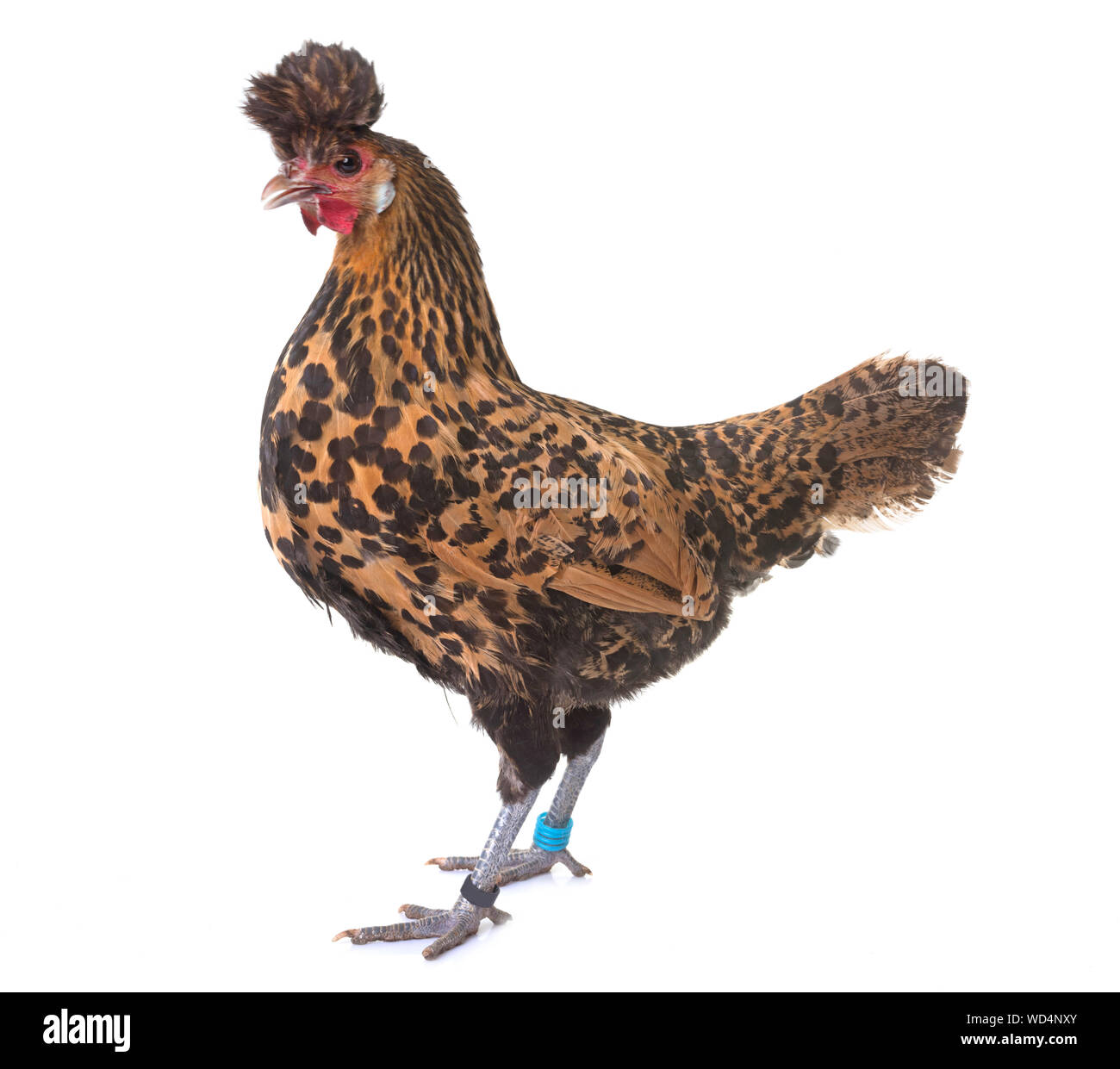 Side profile chicken Cut Out Stock Images & Pictures - Alamy