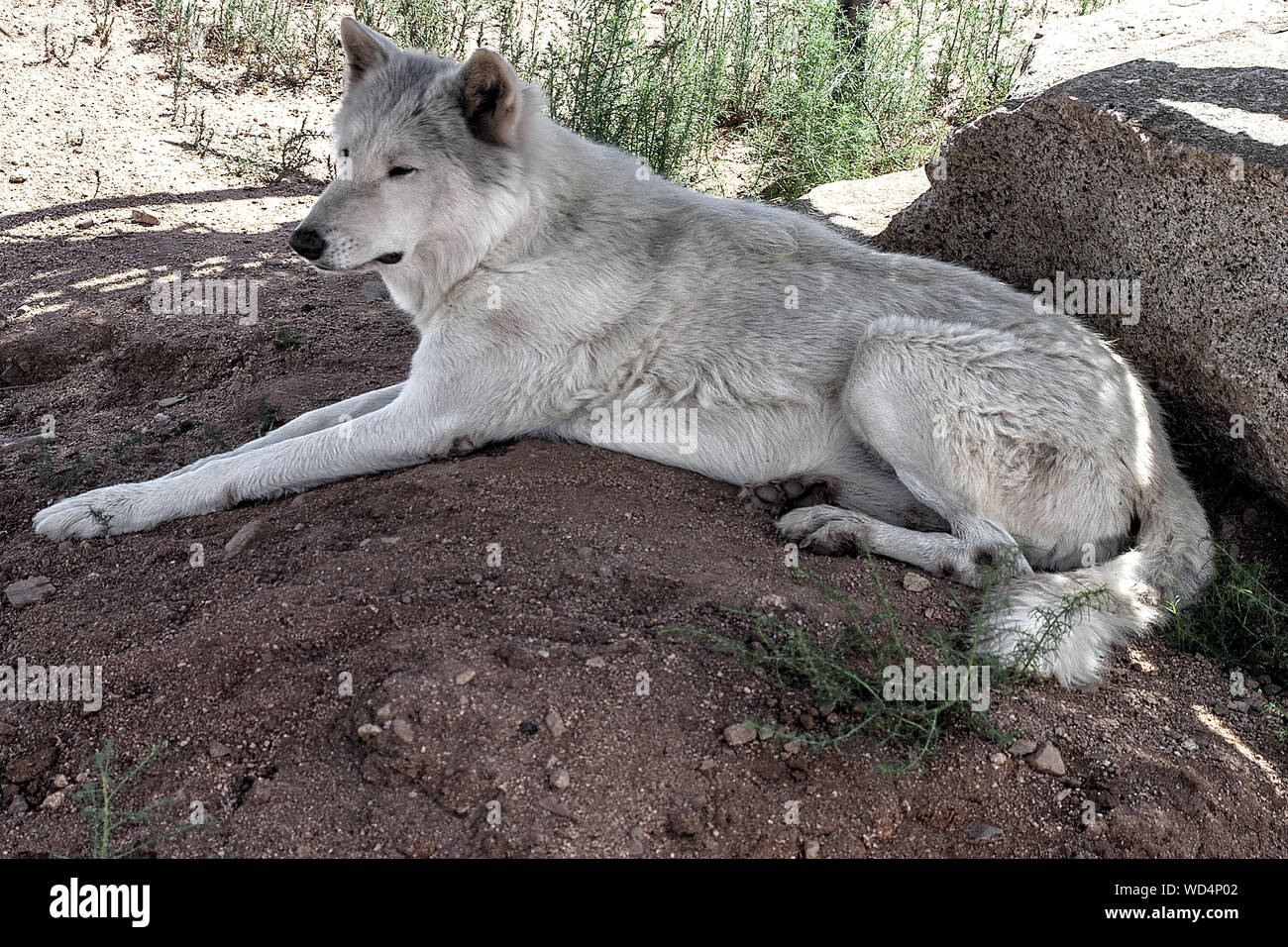 Arctic Wolf. Full image and lying on the ground facing left and ...