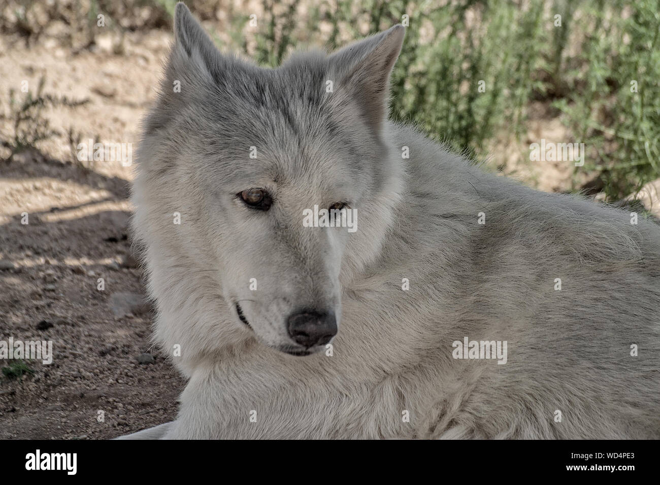 Arctic Wolf. Partial image with a closeup of the head with eyes showing ...