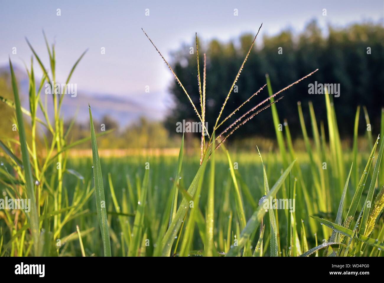 Plants, Gardens and Greenery Stock Photo - Alamy