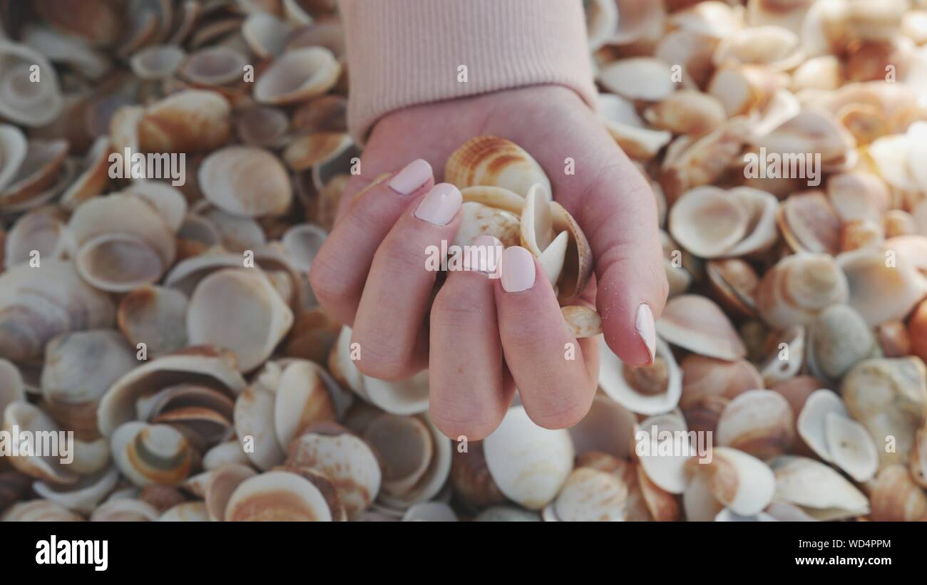 Hand holding seashells hi-res stock photography and images - Alamy