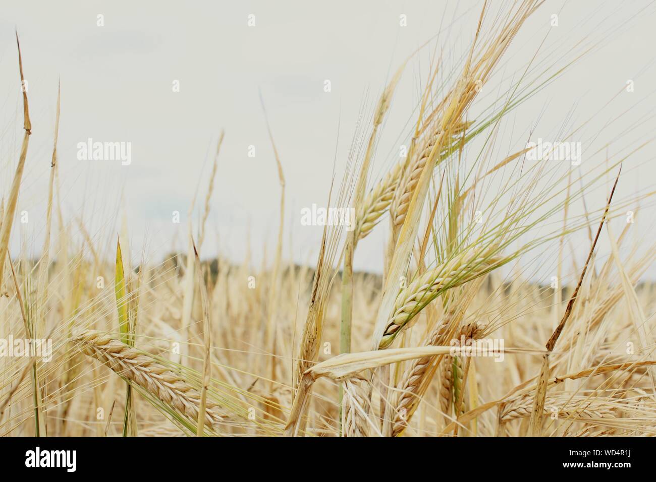 Growing crop of wheat hi-res stock photography and images - Alamy