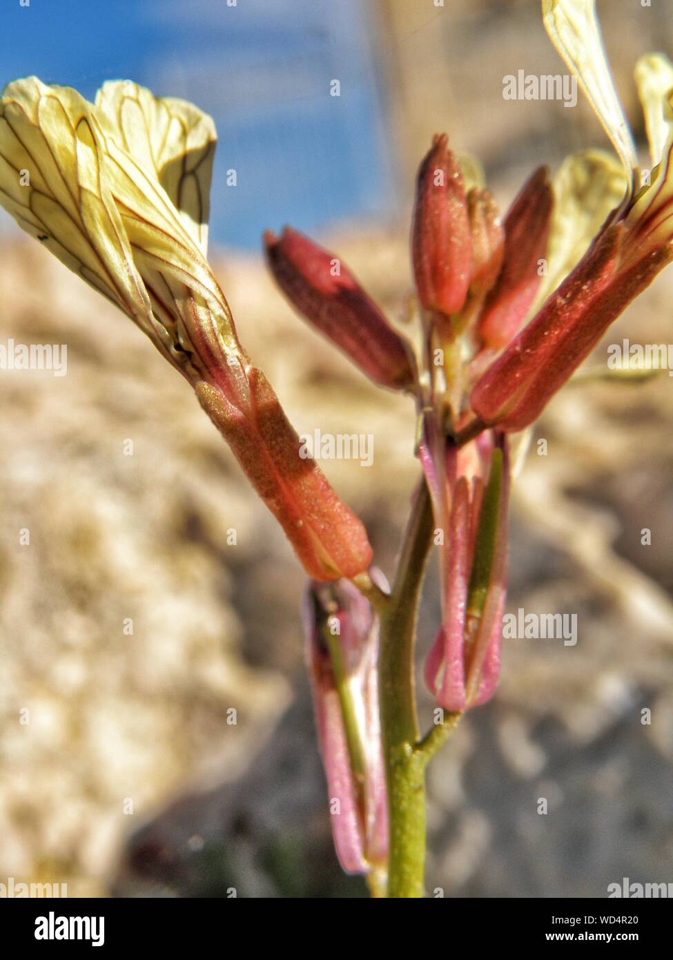 Closed flower hi-res stock photography and images - Alamy