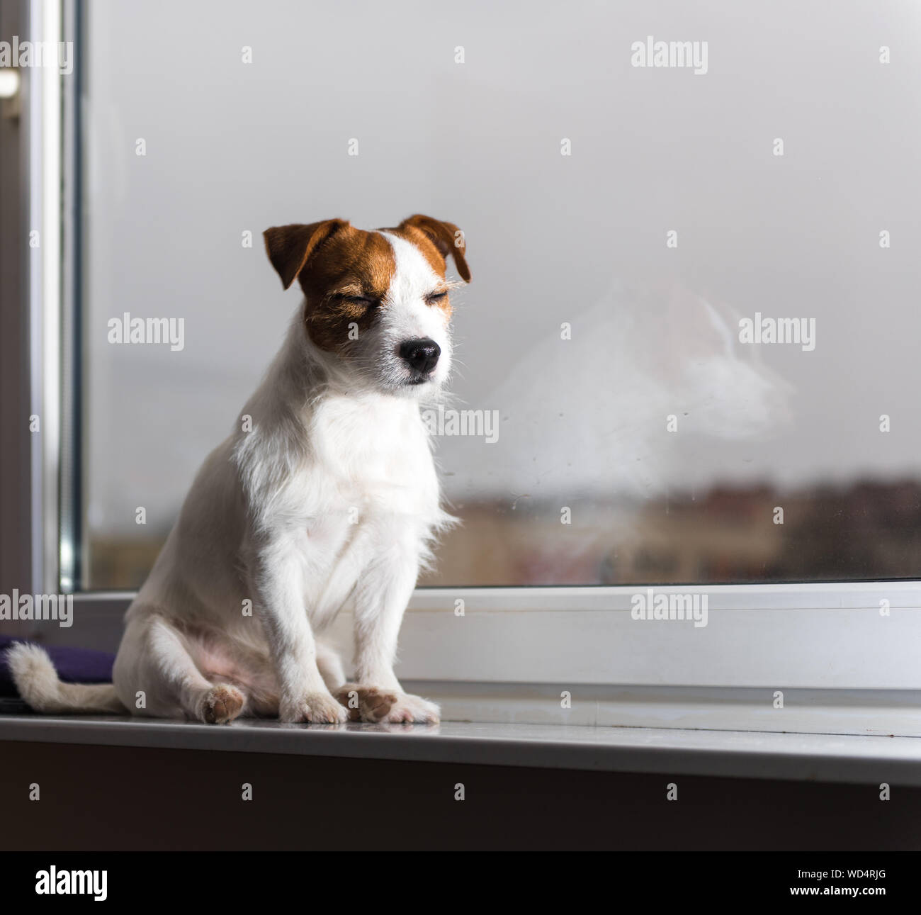 White dog sitting on window hi-res stock photography and images - Alamy