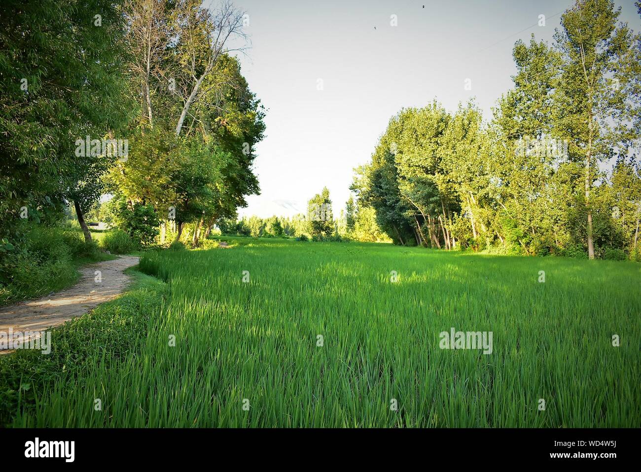 Plants, Gardens and Greenery Stock Photo - Alamy