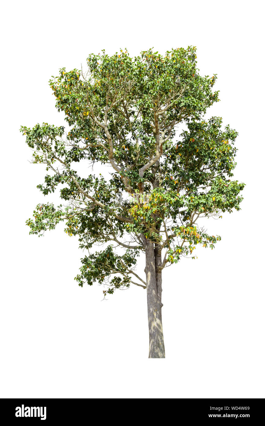 Tree Against White Background Stock Photo - Alamy