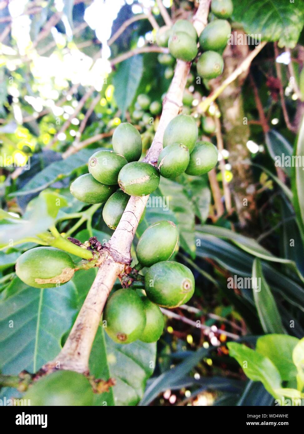 Coffee_plant hi-res stock photography and images - Alamy