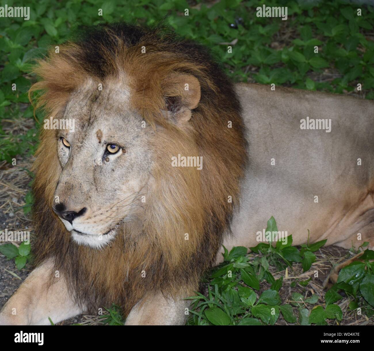 Lion Relaxing On Field Stock Photo - Alamy