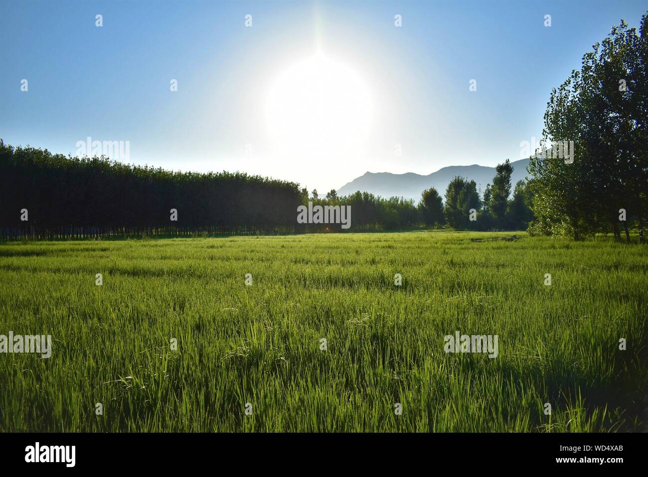 Plants, Gardens and Greenery Stock Photo - Alamy
