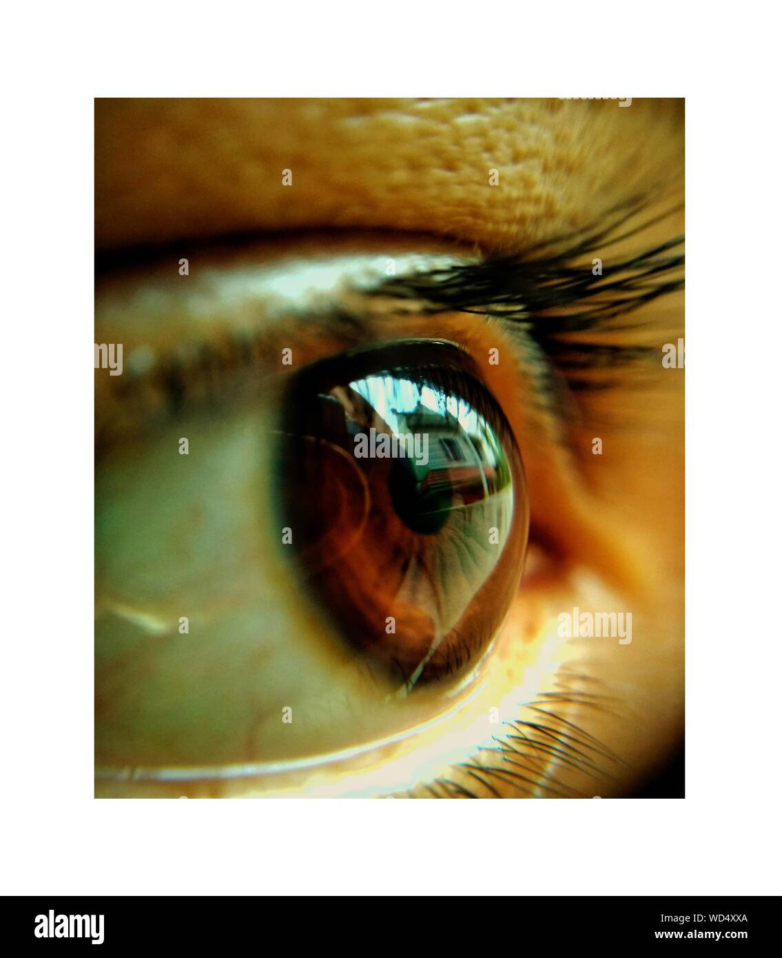 Real Eyeball Cut In Half