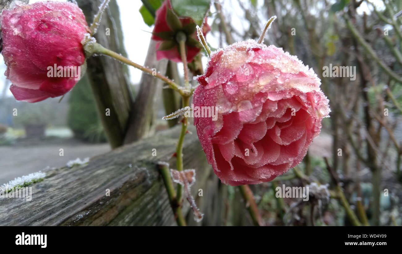 Rose flower tree hi-res stock photography and images - Alamy