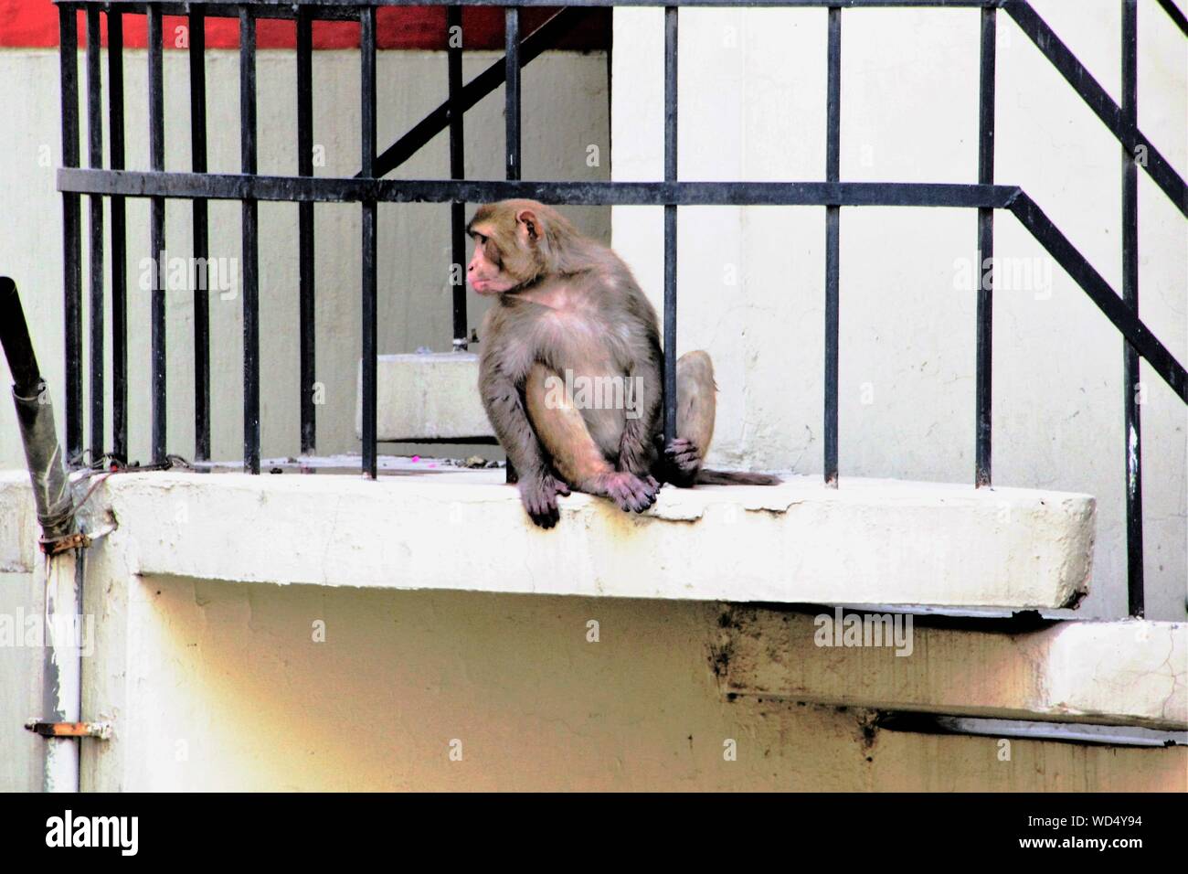 Monkey Staircase High Resolution Stock Photography and Images - Alamy
