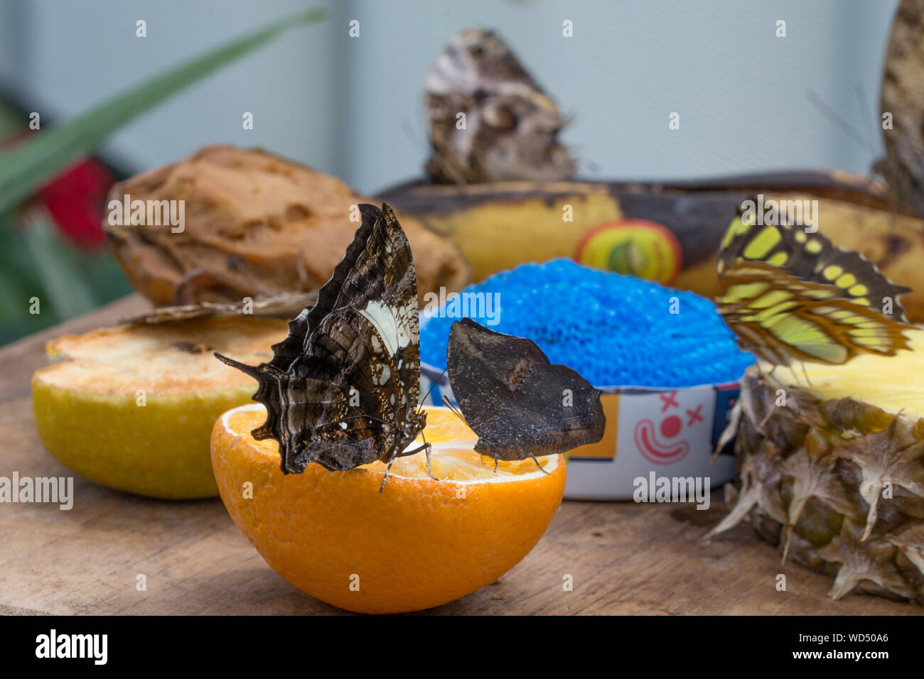 Fruit eating butterflies hi-res stock photography and images - Alamy