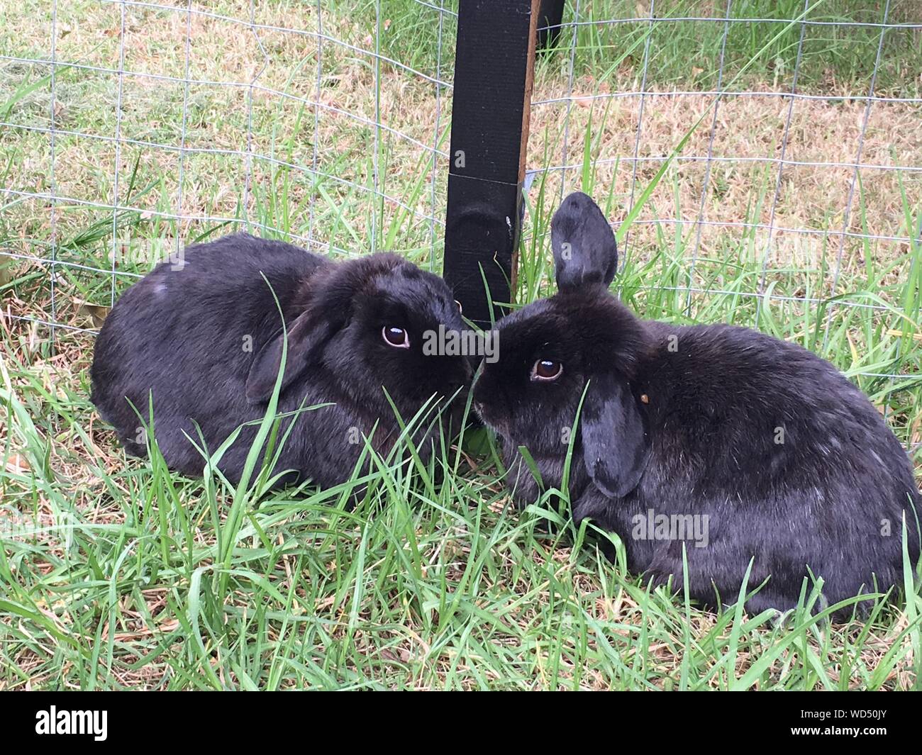 Black Rabbits High Resolution Stock Photography and Images - Alamy
