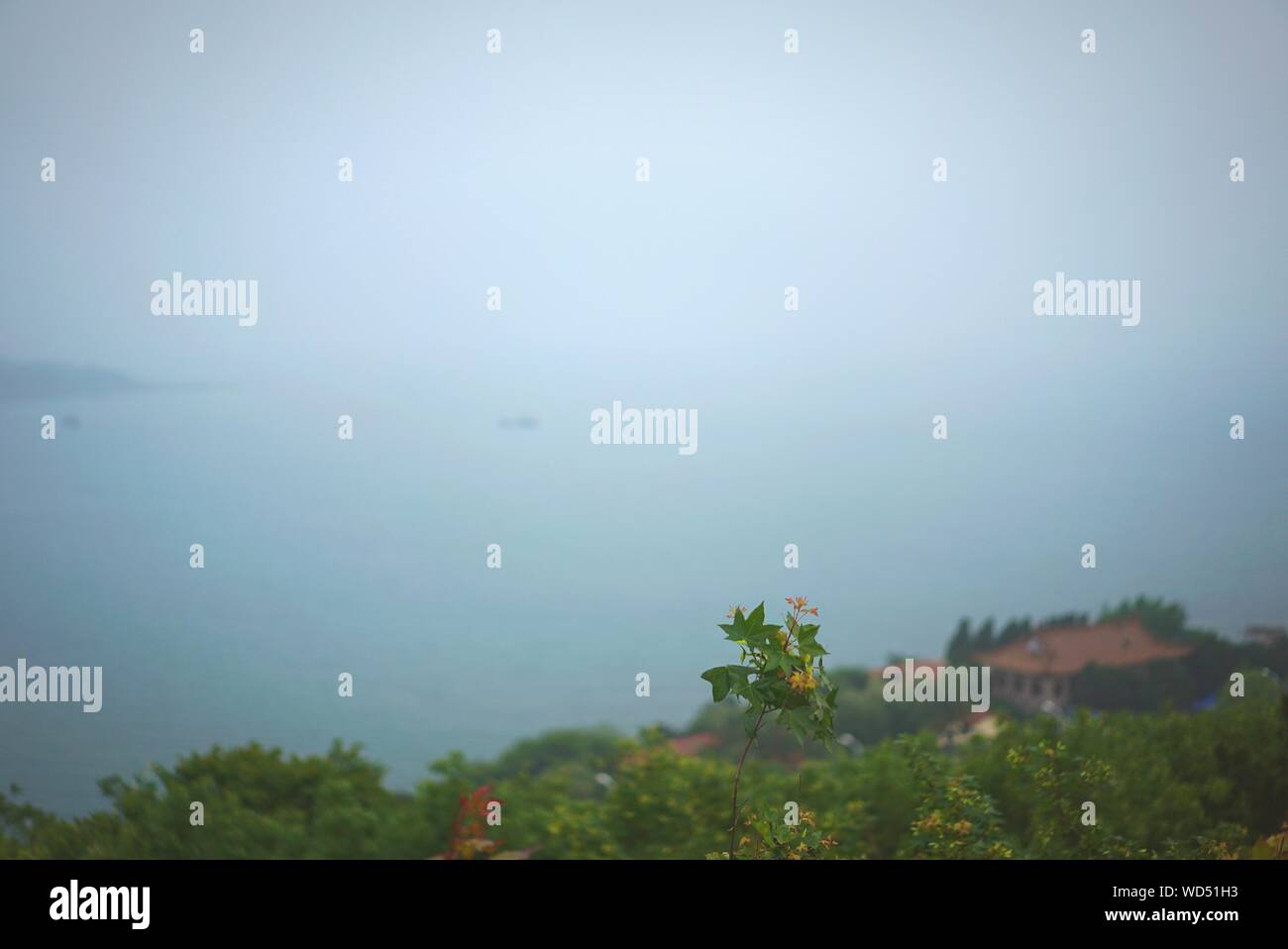 Plant hill hi-res stock photography and images - Alamy