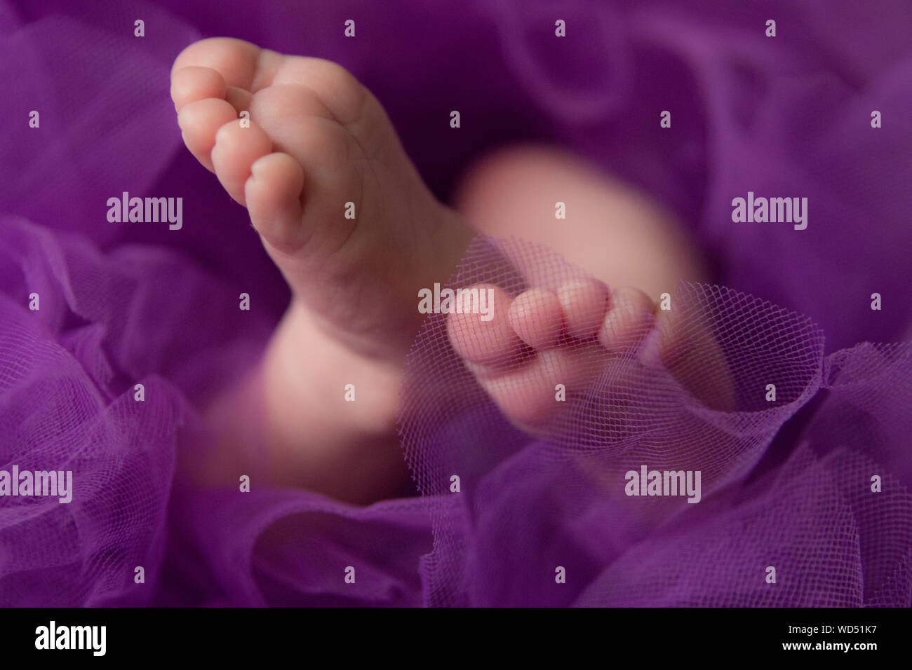 Purple netting hi-res stock photography and images - Alamy