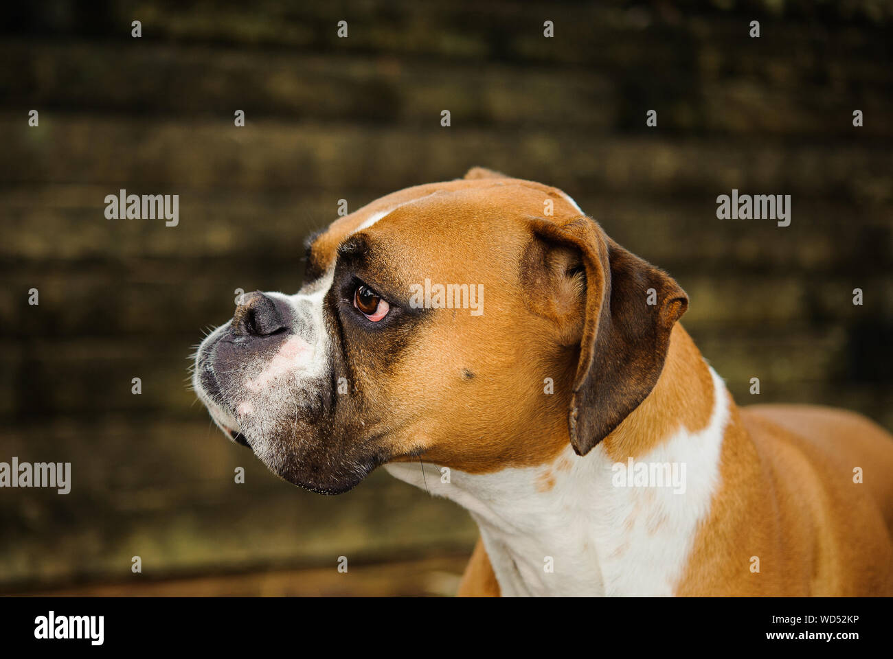 Boxer dog face close up hi-res stock photography and images - Alamy