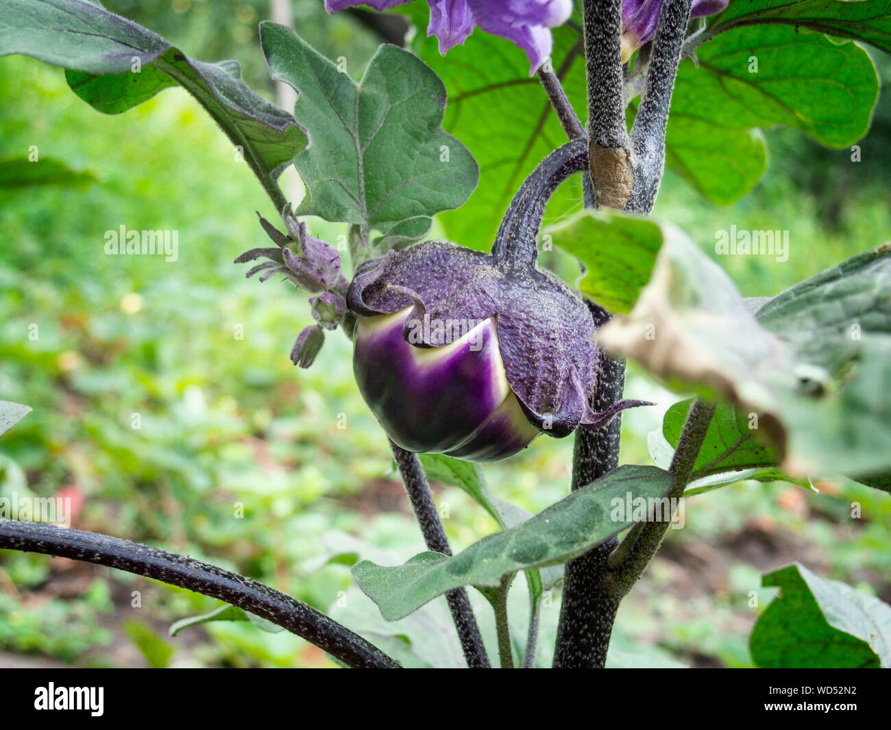 Round Eggplant Tree