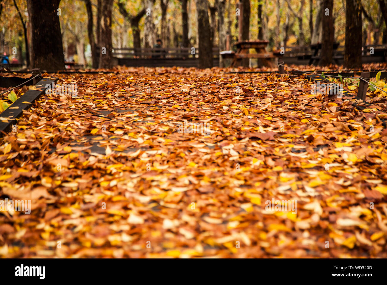 Group of trees with autumn leaves hi-res stock photography and images ...