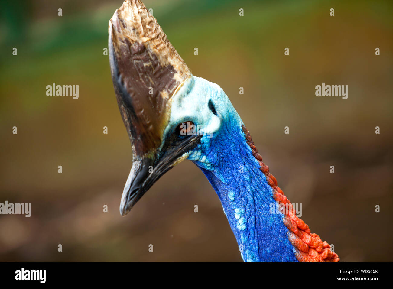 Cassowary Eye High Resolution Stock Photography and Images - Alamy