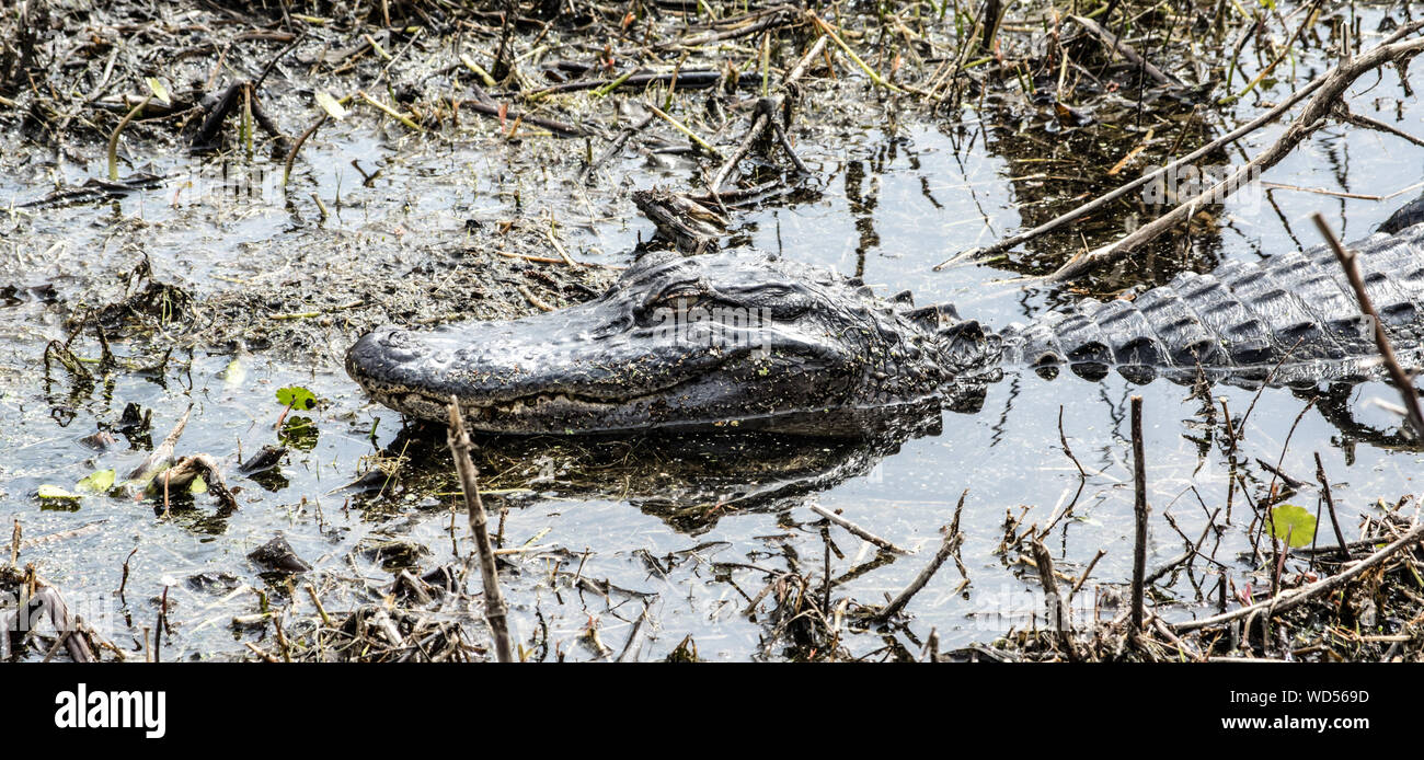 Alligator in mud hi-res stock photography and images - Alamy
