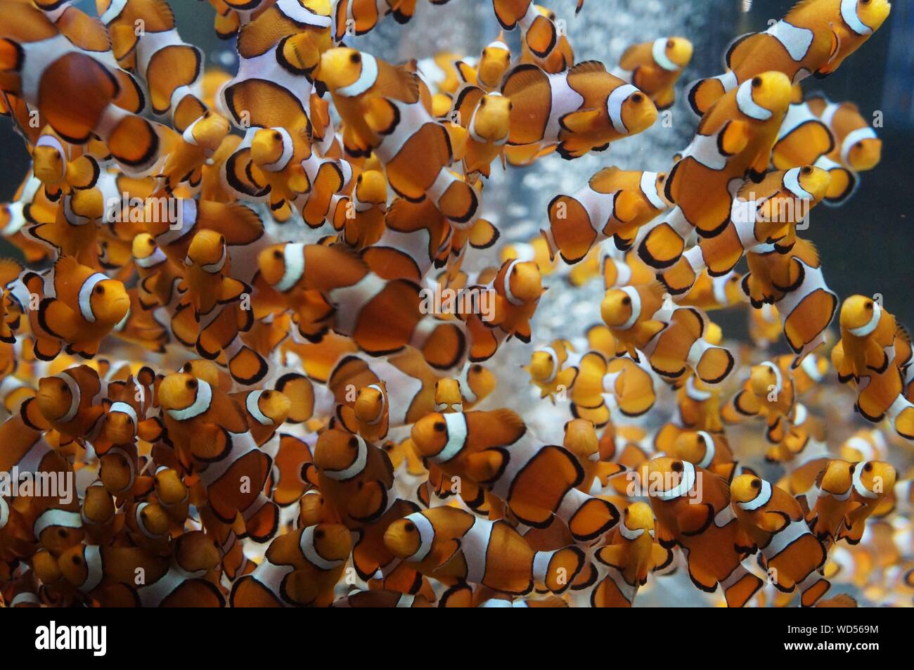 Large clownfish hi-res stock photography and images - Alamy