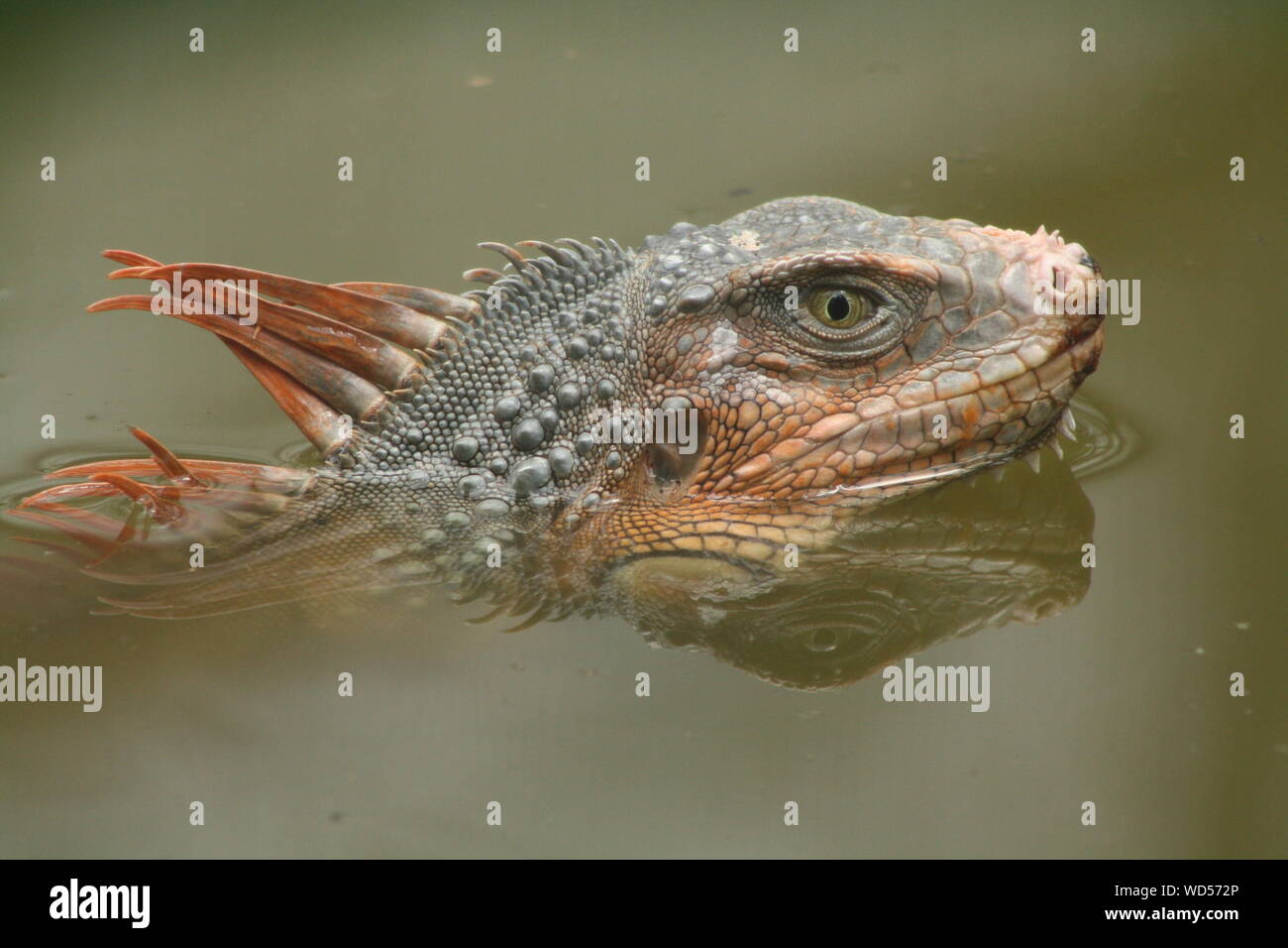 Iguana at the water hi-res stock photography and images - Alamy