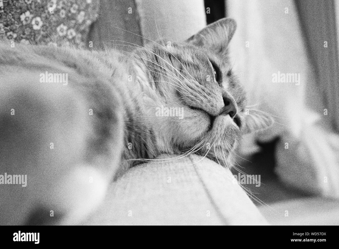 Cat Relaxing On Sofa At Home Stock Photo Alamy cat-relaxing-on-sofa-at-home-stock-photo-alamy