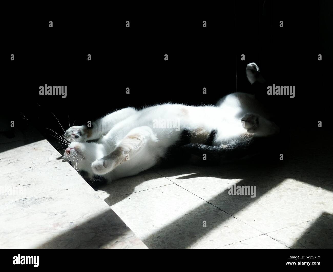 Cat falling hi-res stock photography and images - Alamy