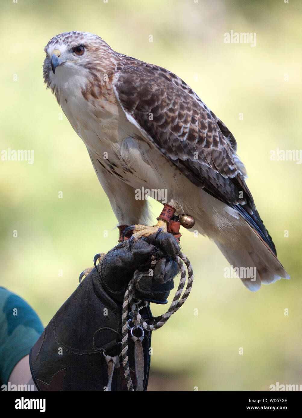 Eagle On Hand High Resolution Stock Photography and Images - Alamy