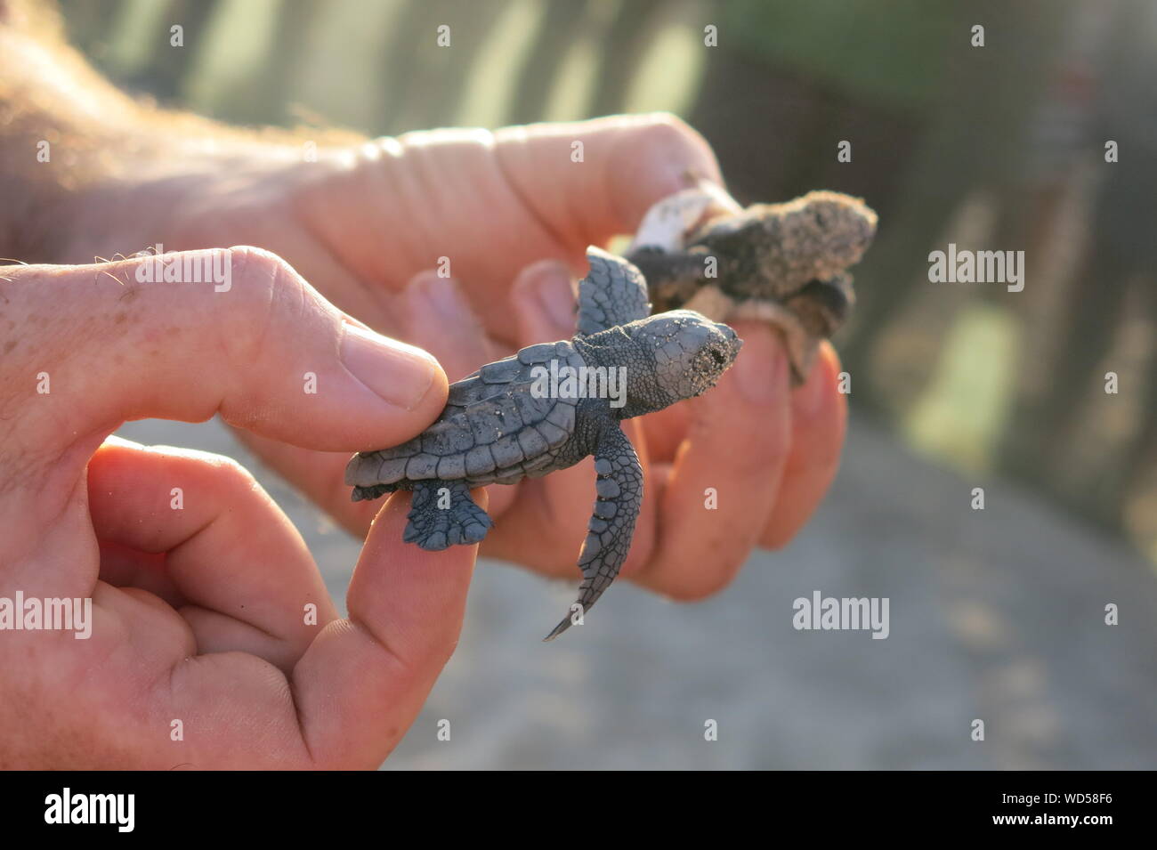 Man holding turtle hi-res stock photography and images - Alamy