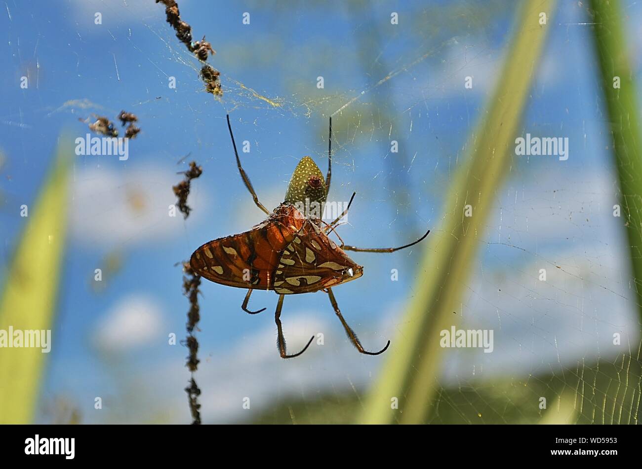 Butterfly Hunting High Resolution Stock Photography and Images - Alamy