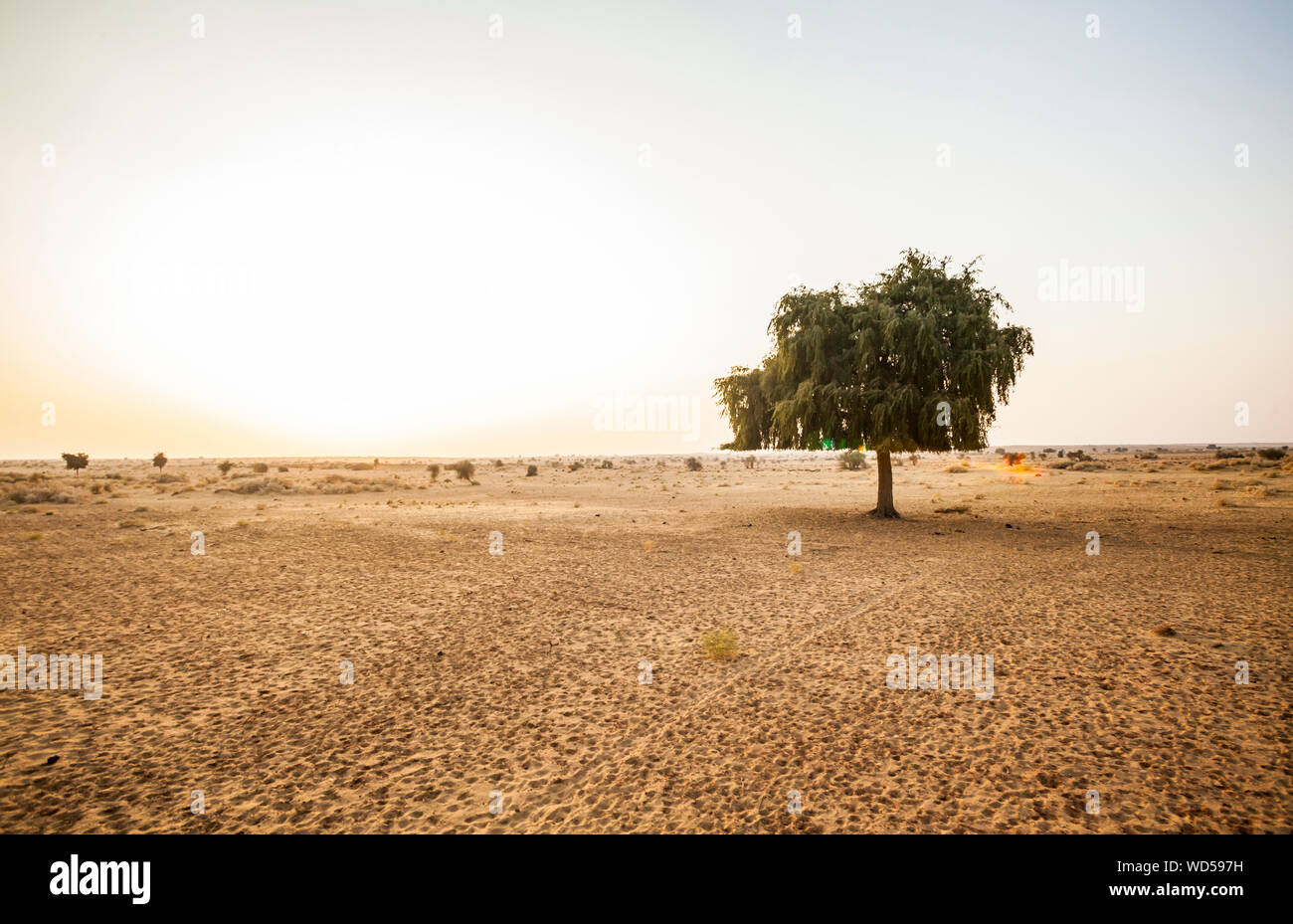 The Thar Desert, Rajasthan, India. This tree has been eaten as far up ...
